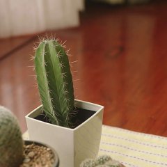 Kakafukaka (2019) - MyDramaList